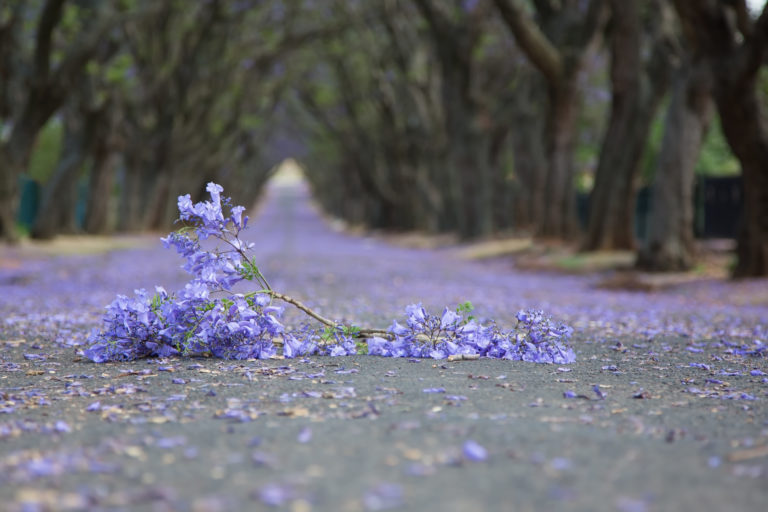 How to care for Sydney's most iconic tree: The Jacaranda - Tree Link