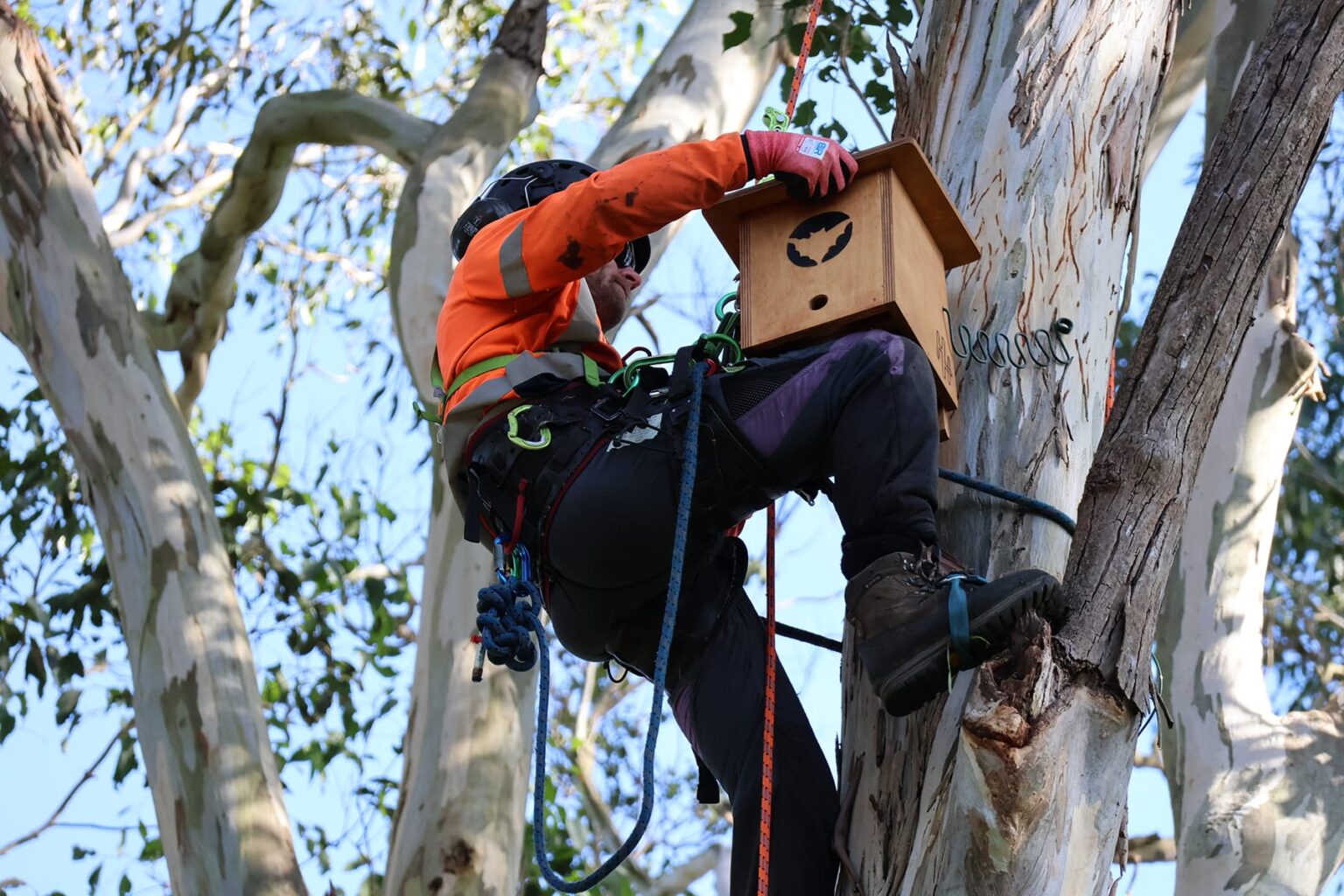 Wildlife Habitat | Treelink Arborist Services