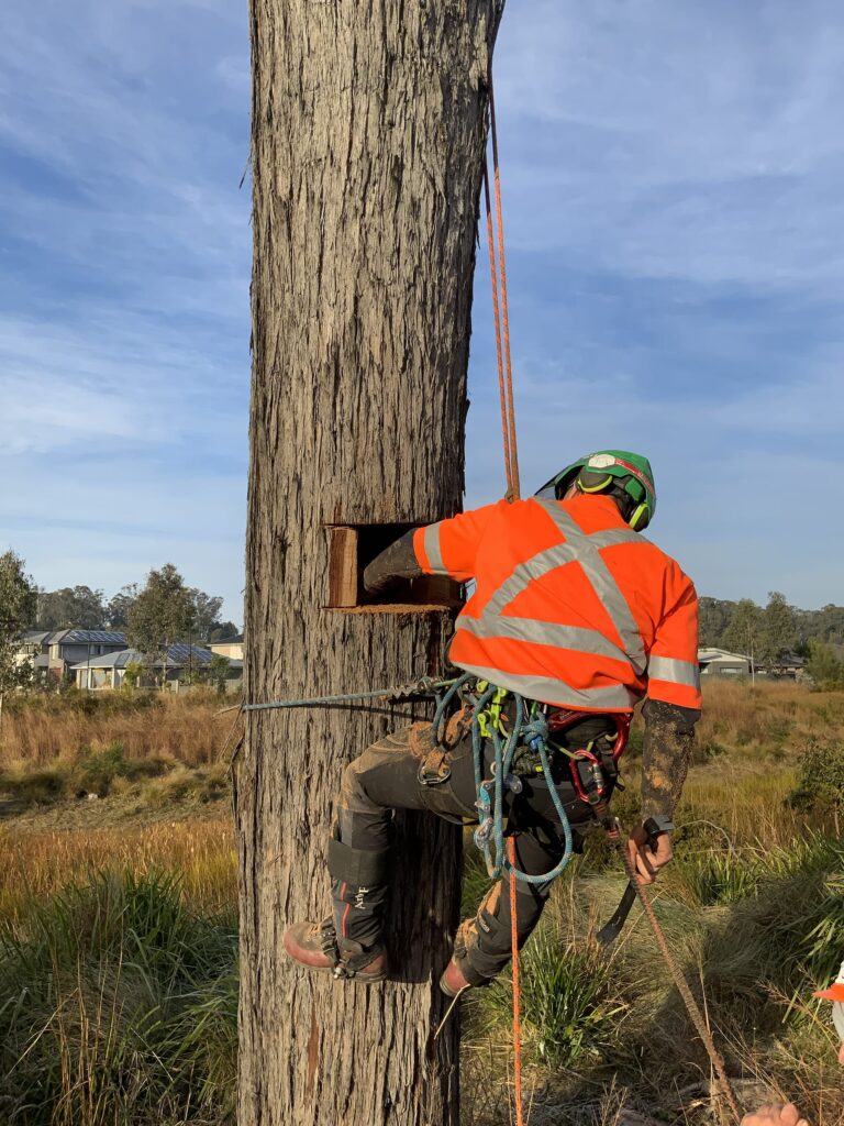 Wildlife Ecology | Treelink Arborist Services