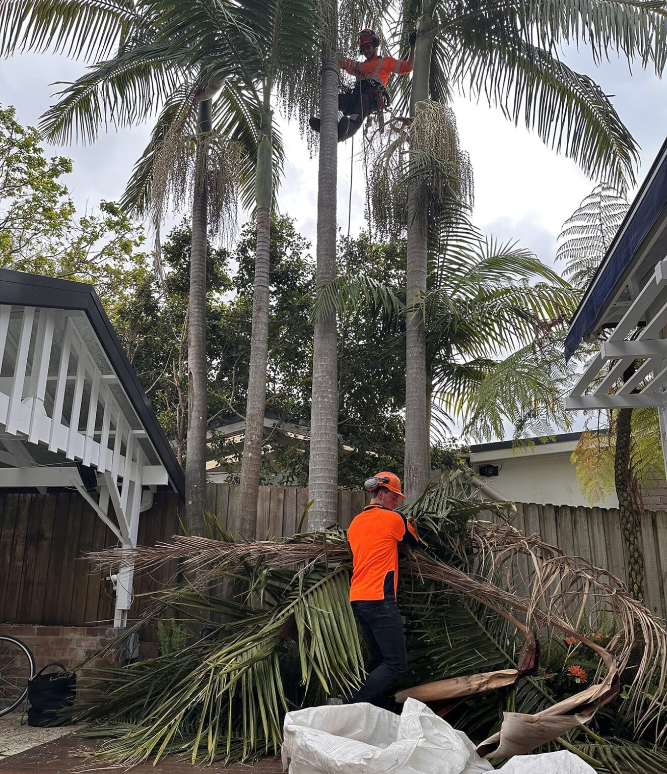 Tree Service near me | Treelink Arborist Services