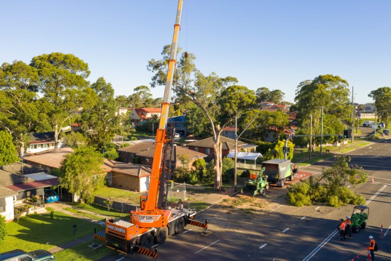 Asset and Infrastructure - TreeLink Tree Services