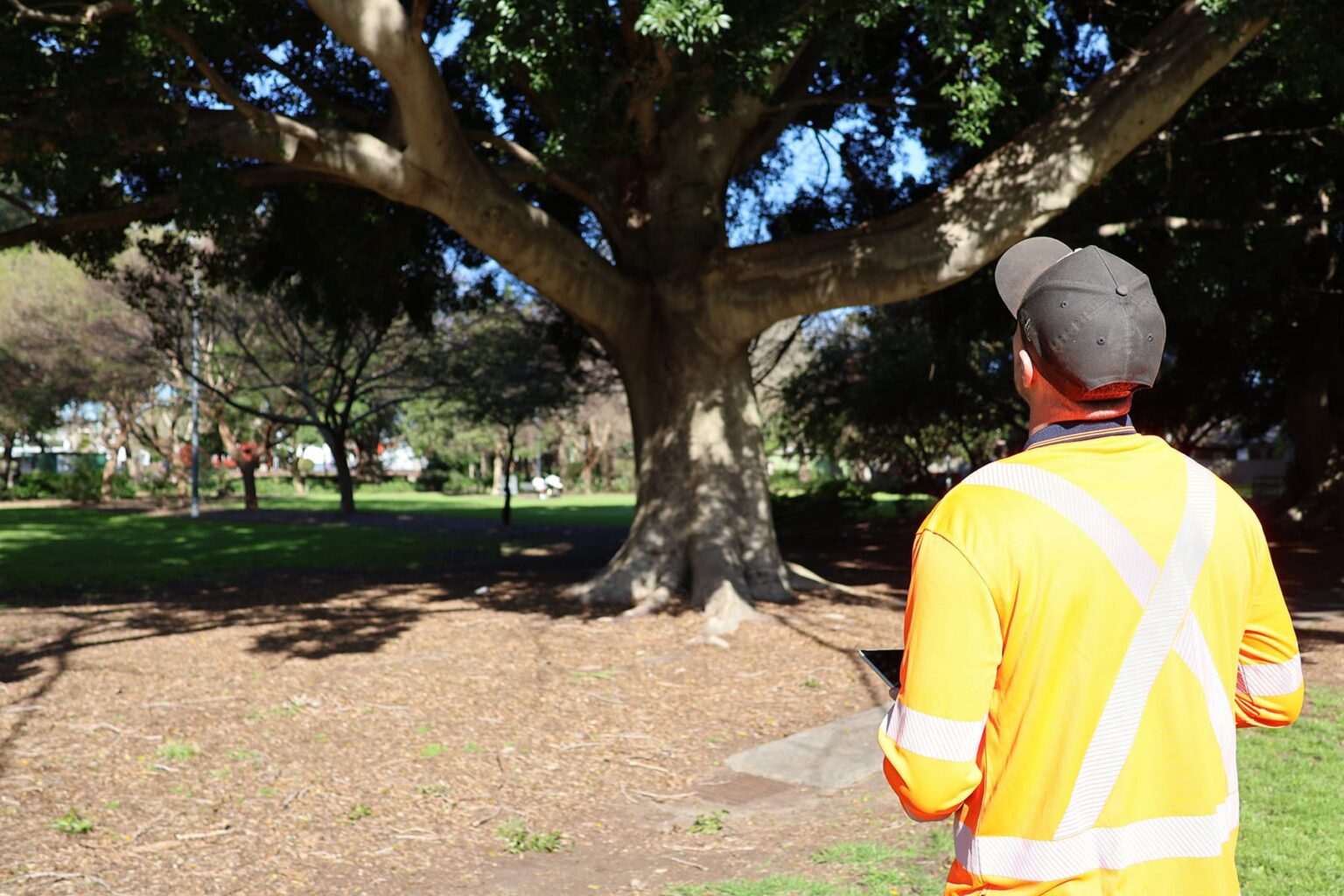 Arborist Report | Treelink Arborist Services